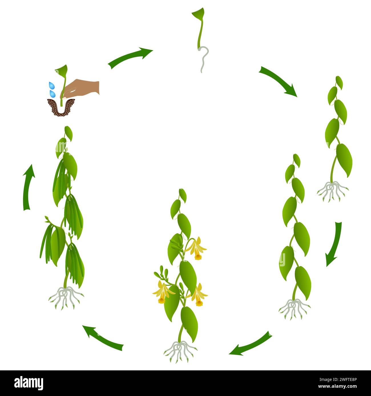 A growth cycle of vanilla planifolia plant on a white background Stock ...