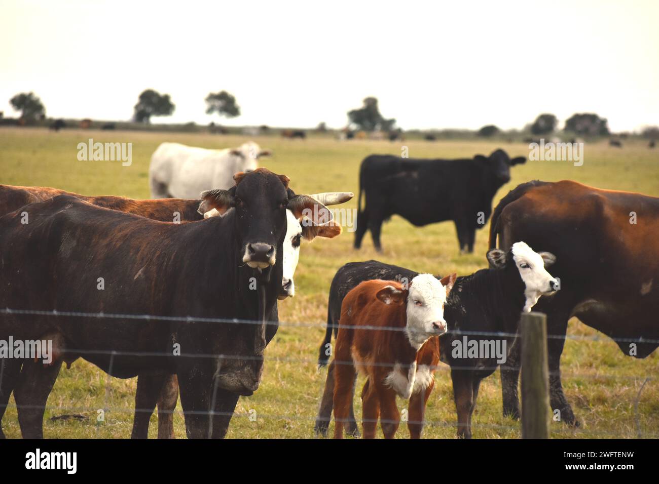 Texas cattle and offspring behind wire fence Stock Photo - Alamy