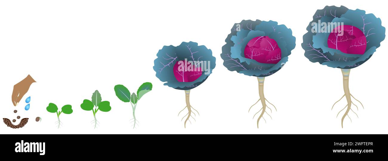 Cycle of growth of red cabbage plant on a white background Stock Vector ...