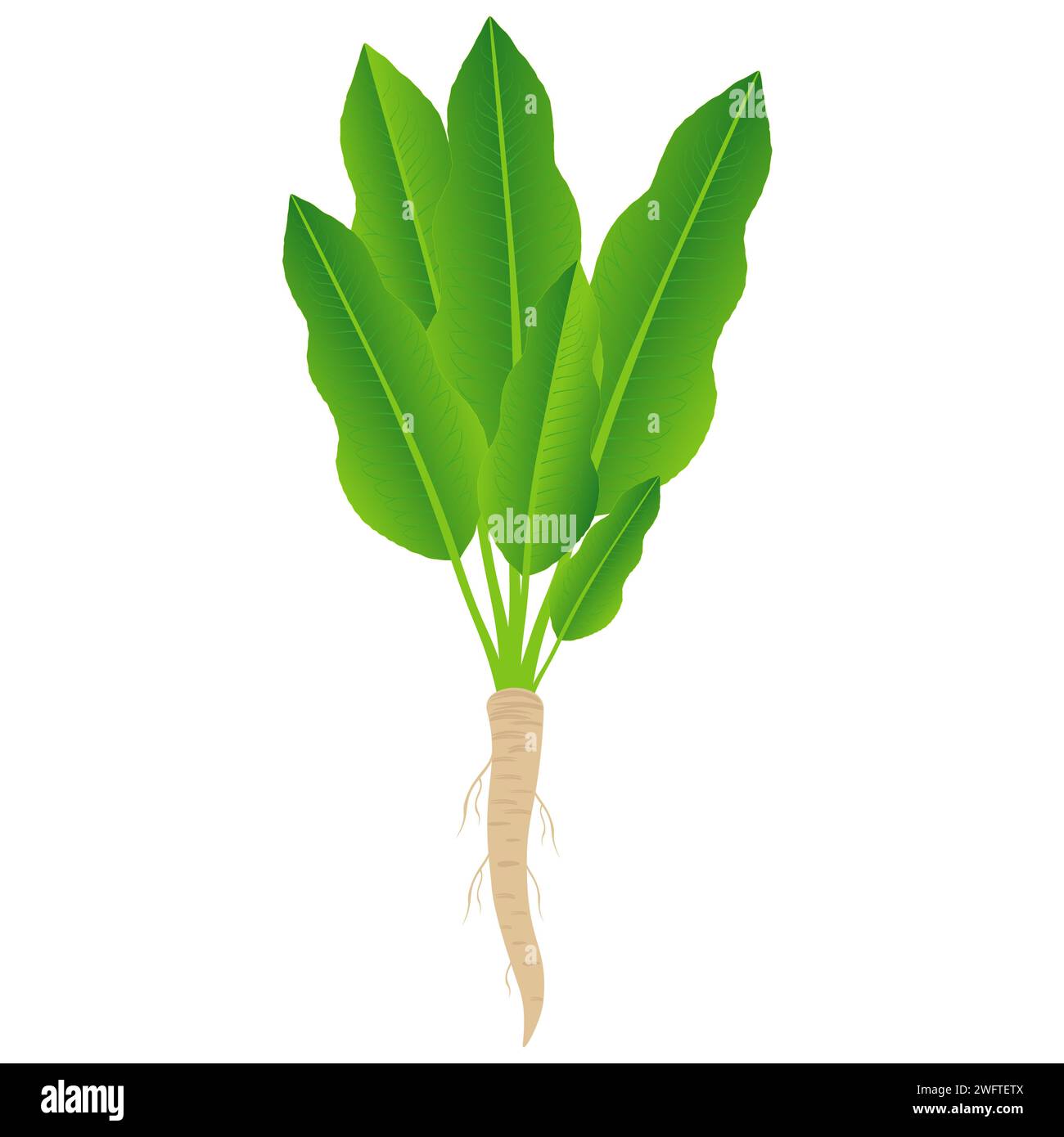Horseradish plant with leaves isolated on white background Stock Vector ...