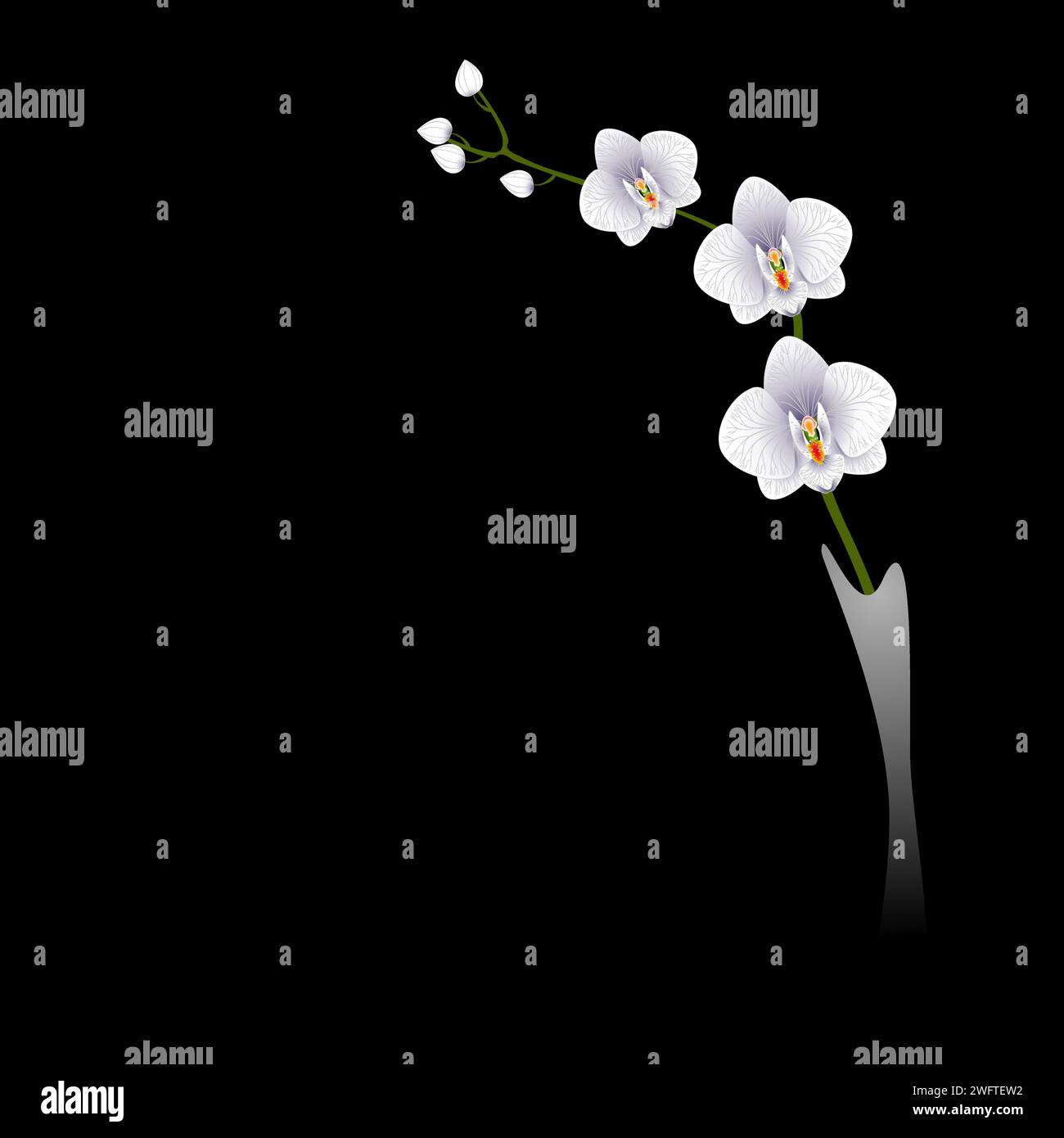Branch of white orchids in a vase on a black background Stock Vector ...