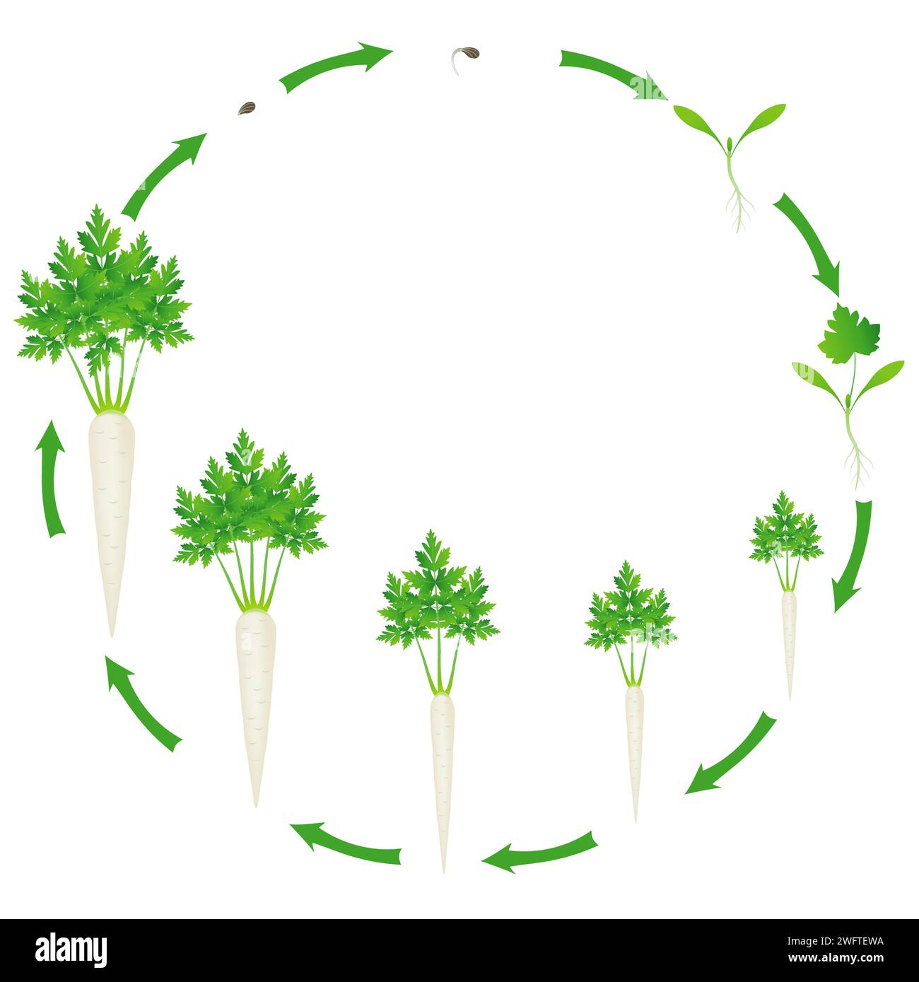 Growth stage of root parsley is isolated on a white background Stock ...