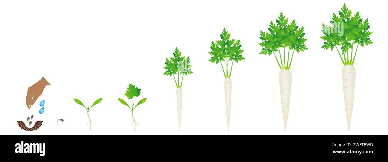 Cycle of growth of root parsley plant isolated on a white background ...
