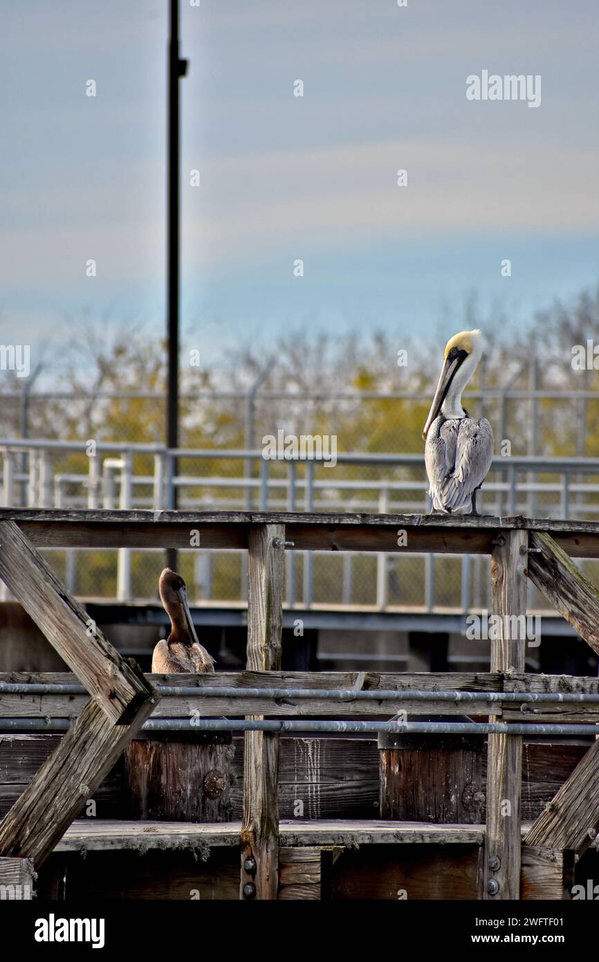 Pelican facing forward hi-res stock photography and images - Alamy