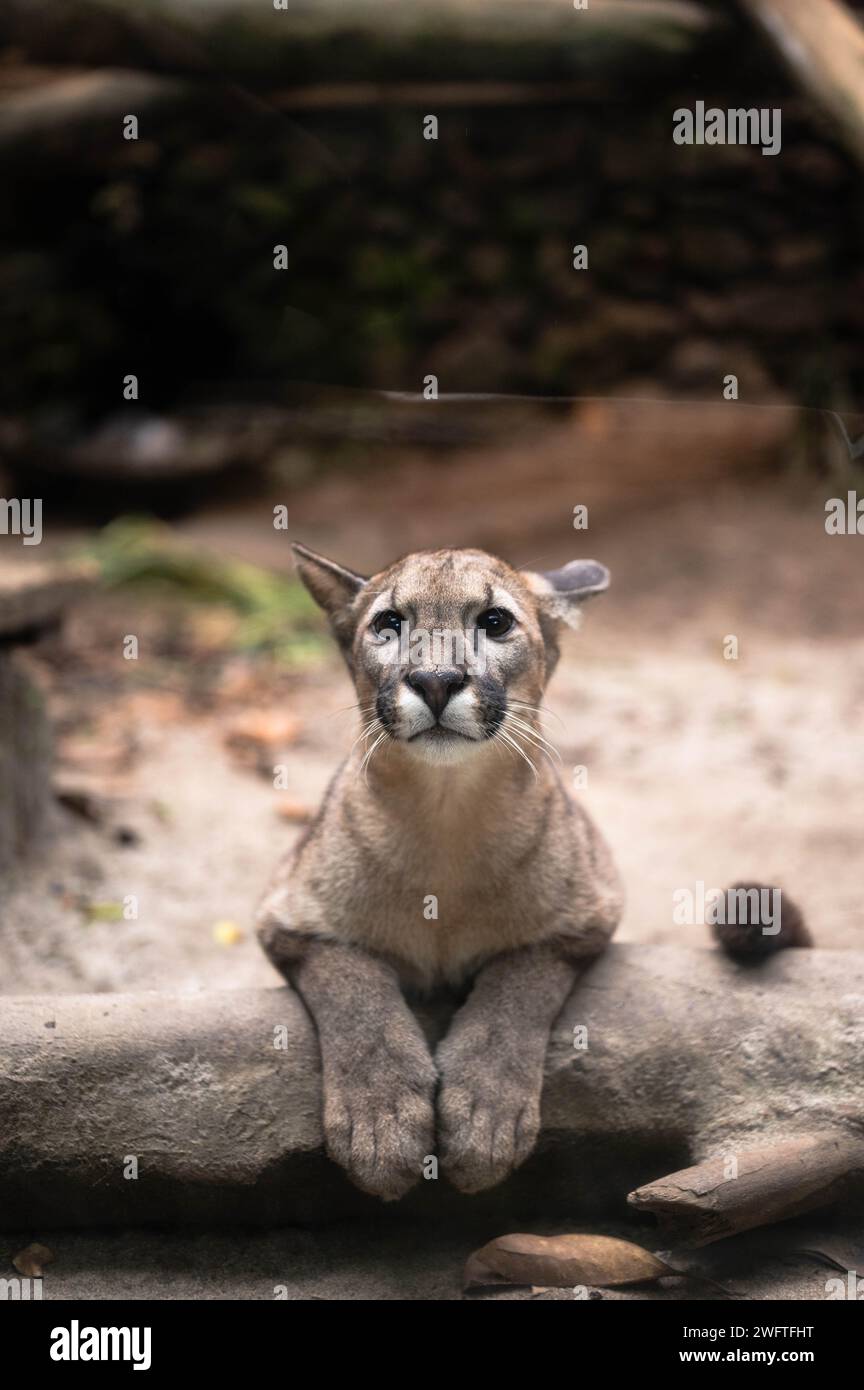 Puma big cat hi-res stock photography and images - Alamy