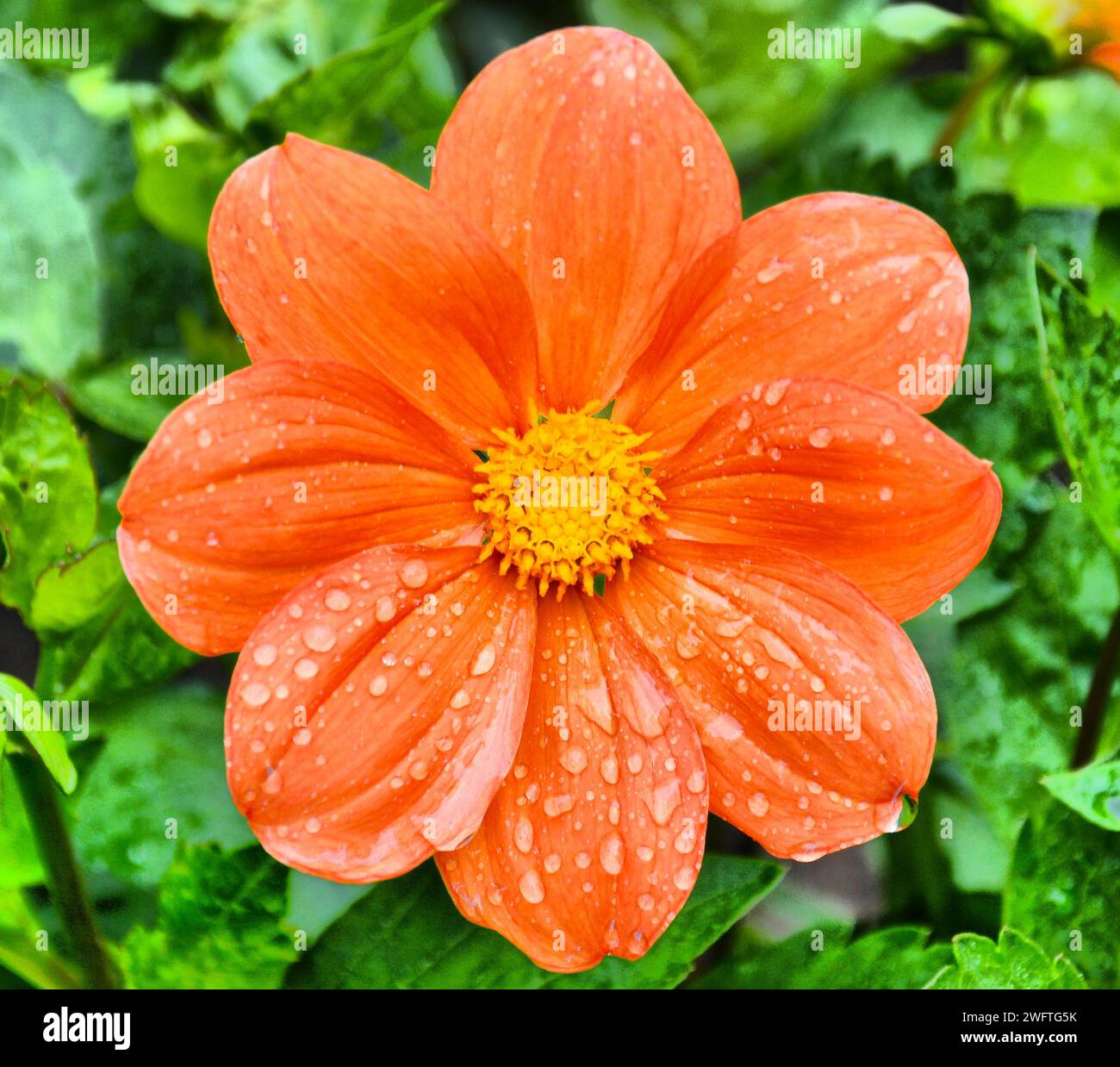 Orange blooming dahlias hi-res stock photography and images - Alamy