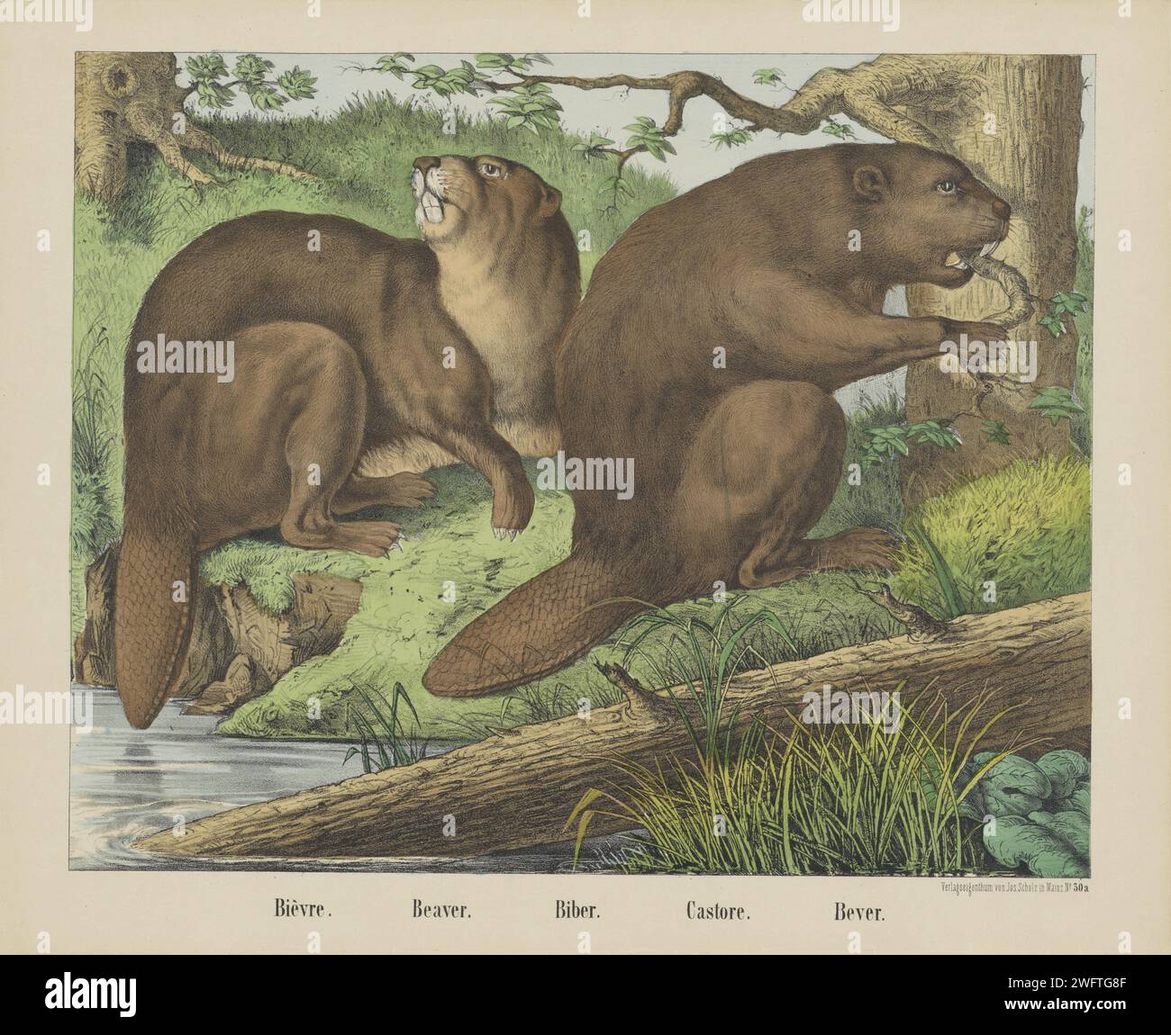 Beyond. / Beaver. / Bers. / Casters. / Bever, Company Joseph Fulz, 1829 ...