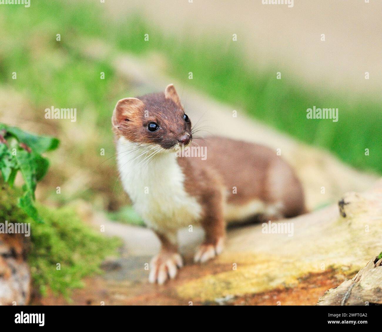 Native british wildlife european hi-res stock photography and images ...