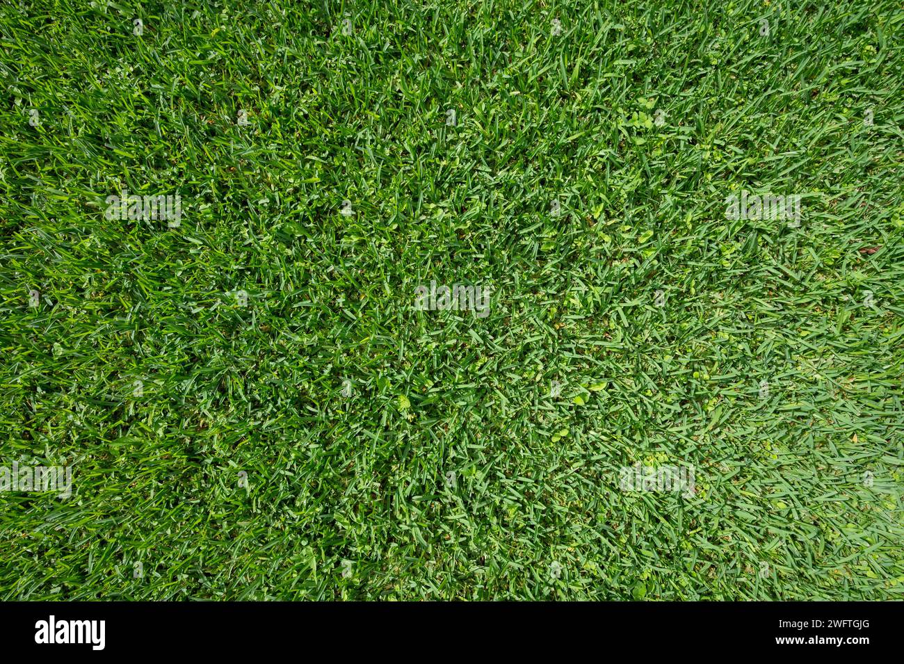 Fluffy green grass lawn background background macro close up above top ...