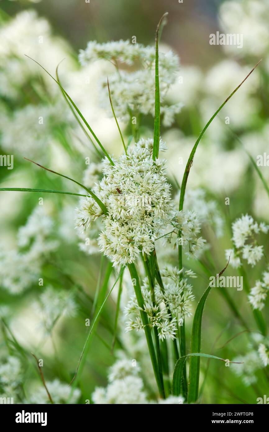 Luzula nivea, Snowy woodrush, clusters of white flowers Stock Photo - Alamy