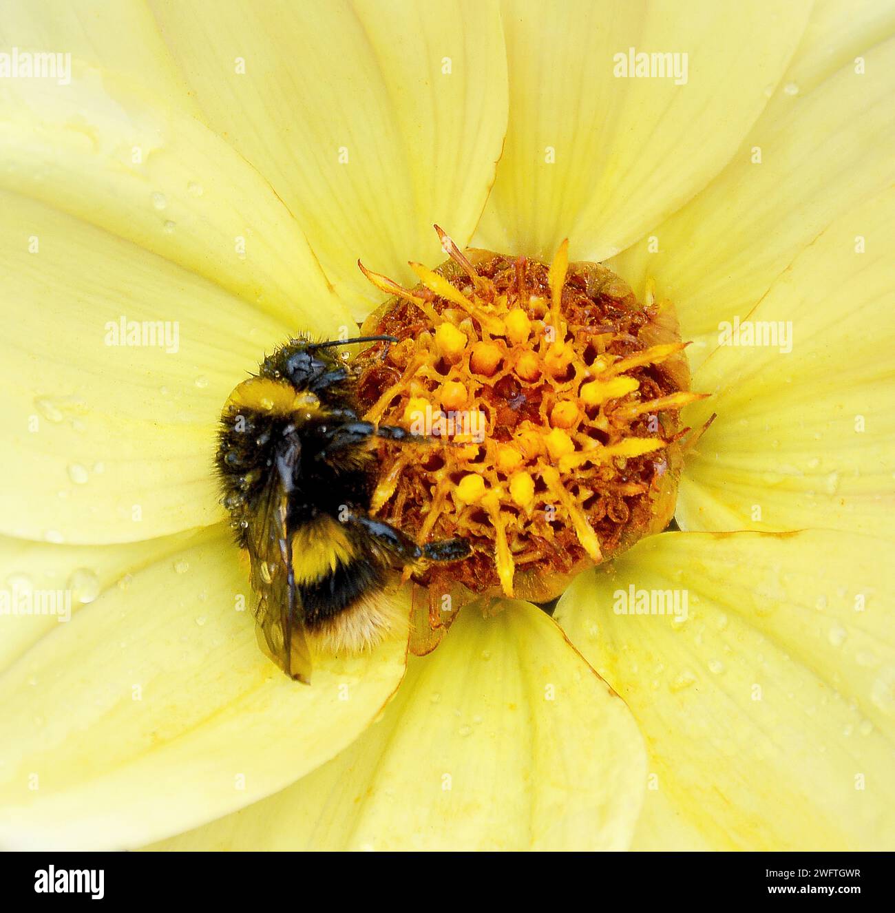Bumblebee Sheltering From The Rain Stock Photo - Alamy