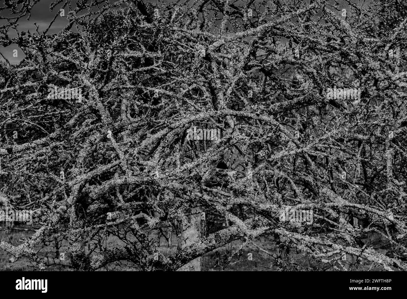 Plant structure diagram hi-res stock photography and images - Alamy