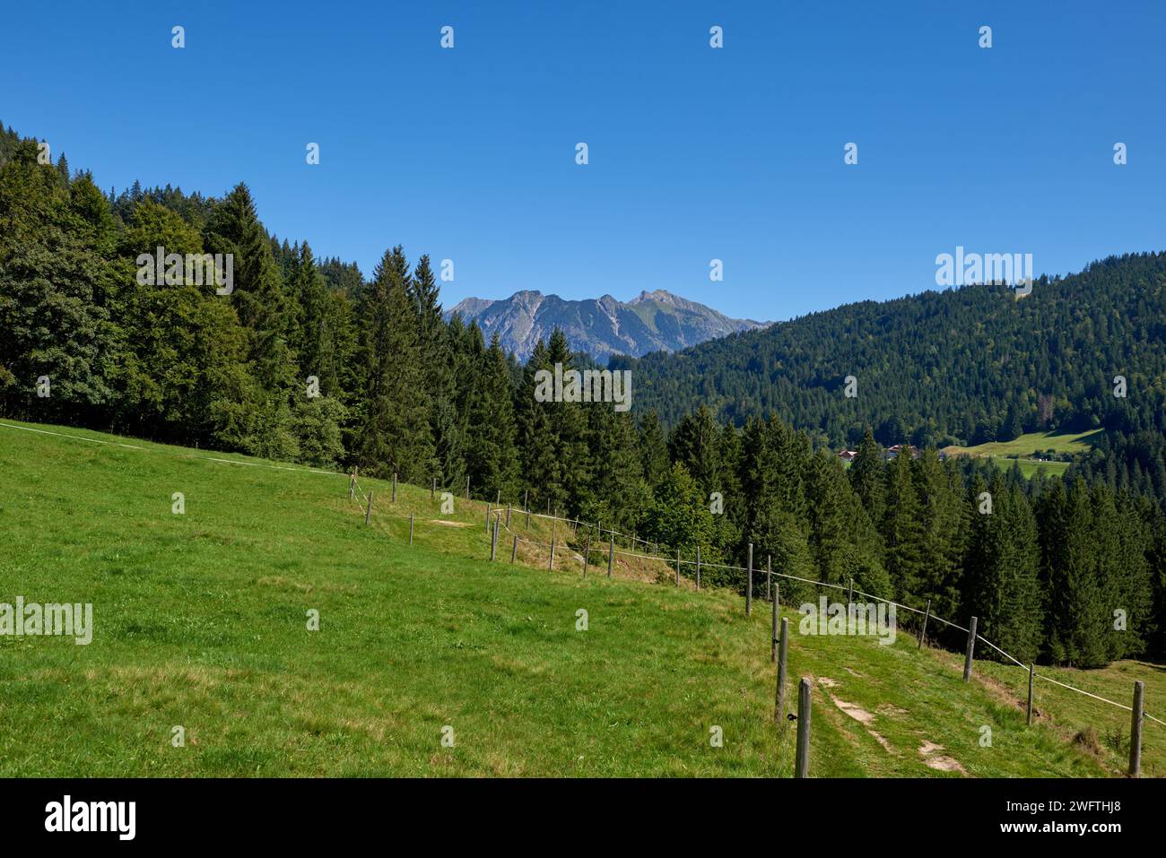 Alpine Meadows, Pine Forests, and the Azure Sky. Summer Meadows and ...