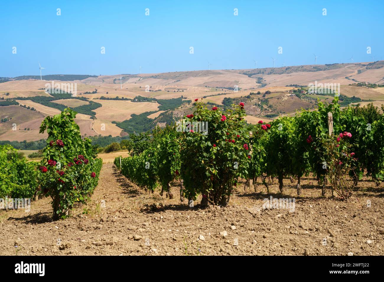 Italy basilicata vineyard hi-res stock photography and images - Alamy