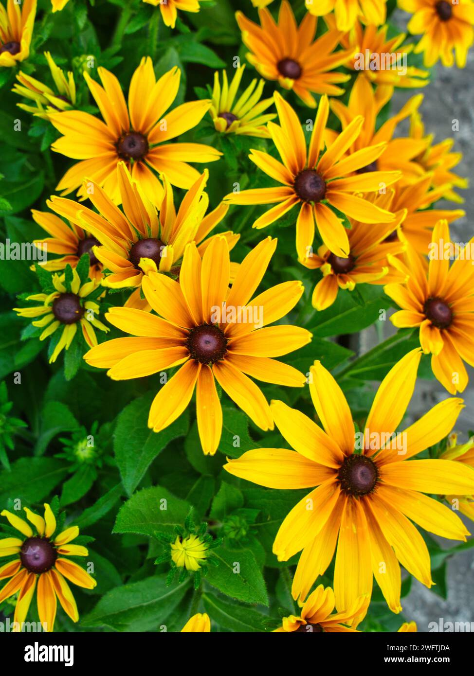 Beautiful colourful floral artwork hi-res stock photography and images ...