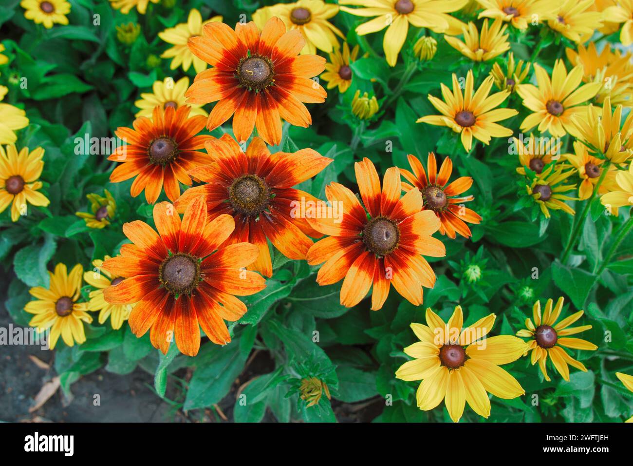 Beautiful colourful floral artwork hi-res stock photography and images ...