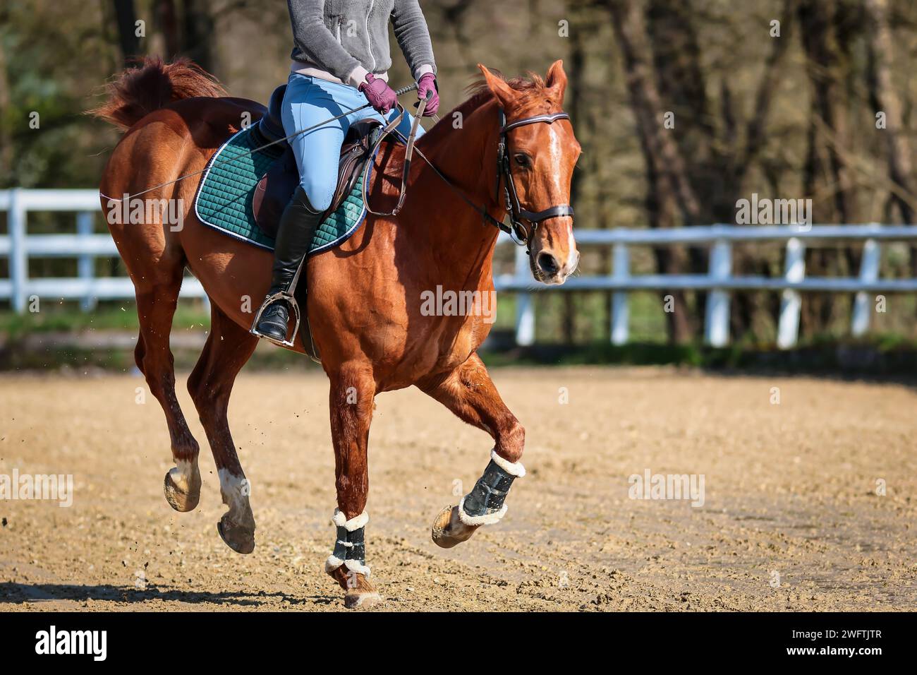 Close-up of a brown horse on the riding arena, in the sunshine. In the ...