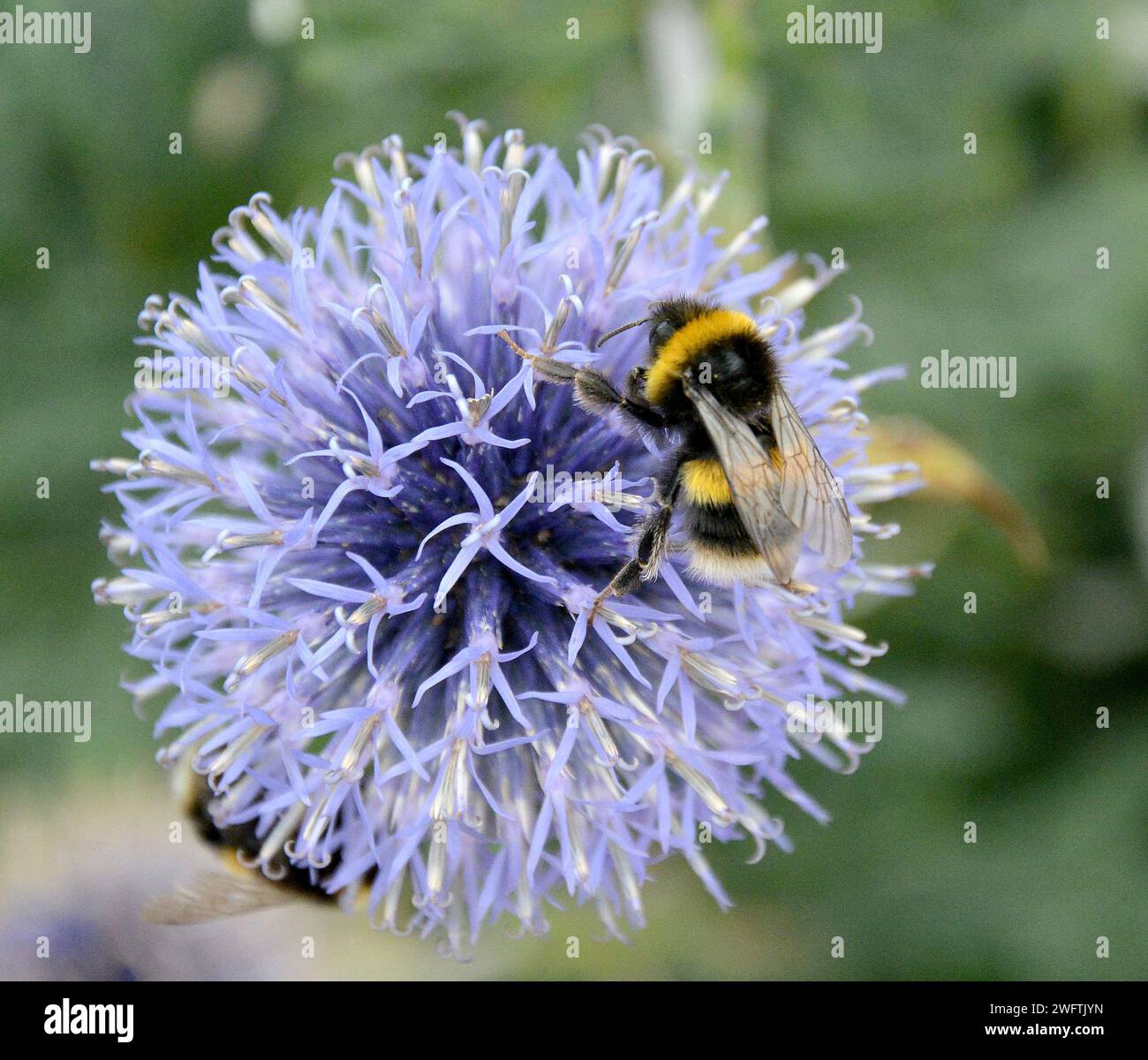 Hymenoptera bumblebee hi-res stock photography and images - Alamy