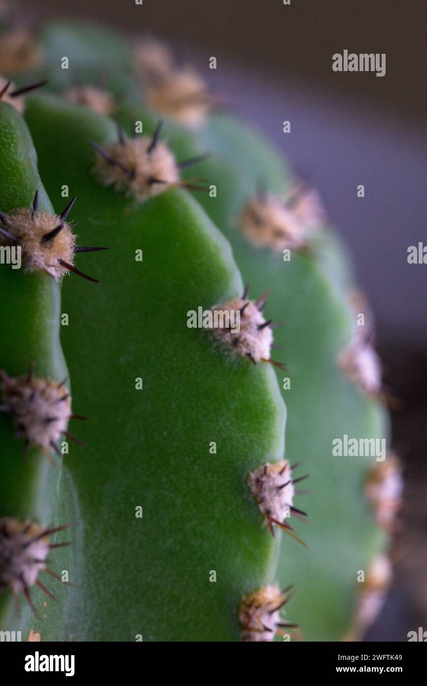 Detail of spiked thorns of green cactus in vertical with space for copy ...