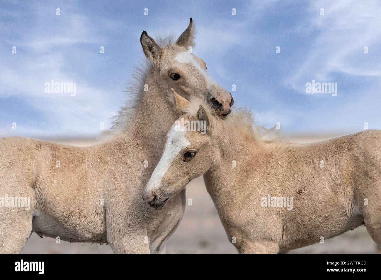 The Onaqui Mountain wild horse herd have a slight to moderate build and ...
