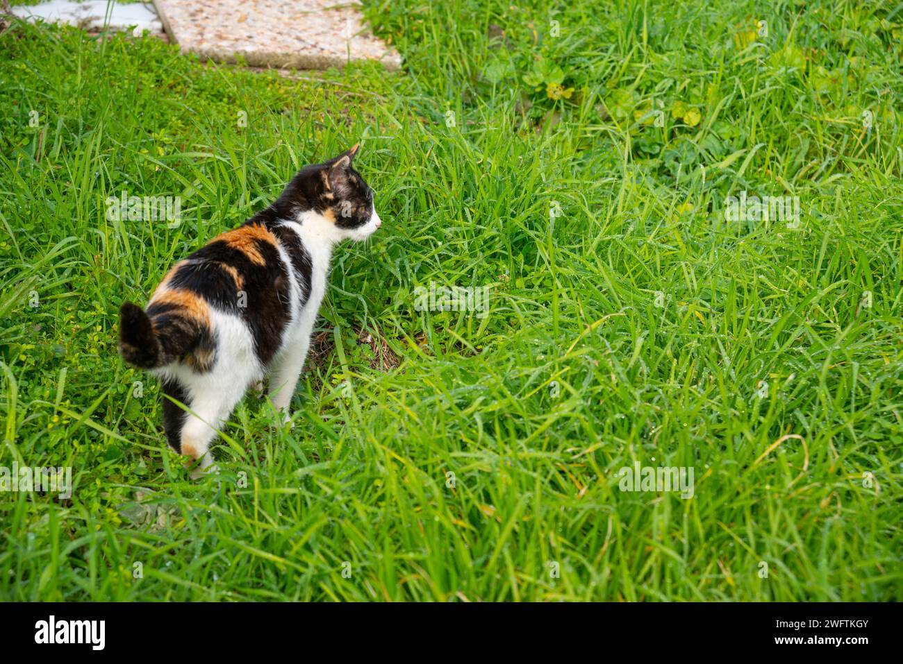 Female with kitten hi-res stock photography and images - Alamy