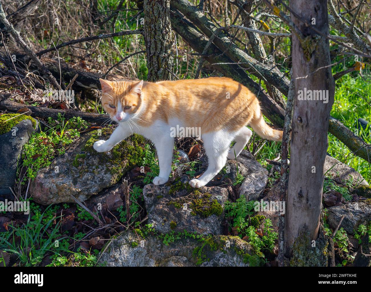 Tabby and white cat in nature Stock Photo - Alamy