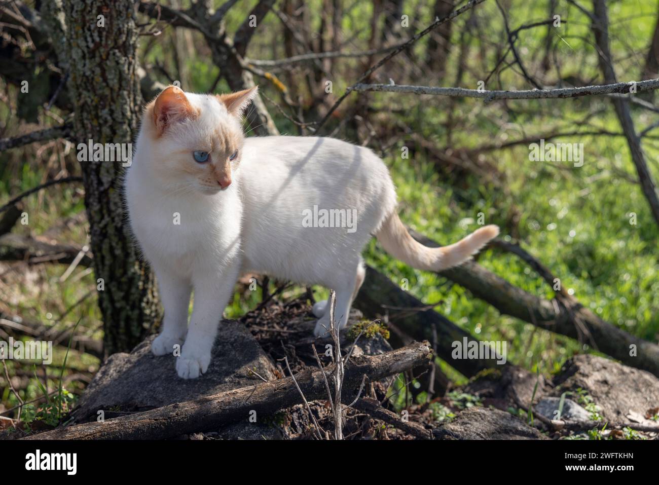 Animales gatos hi-res stock photography and images - Alamy