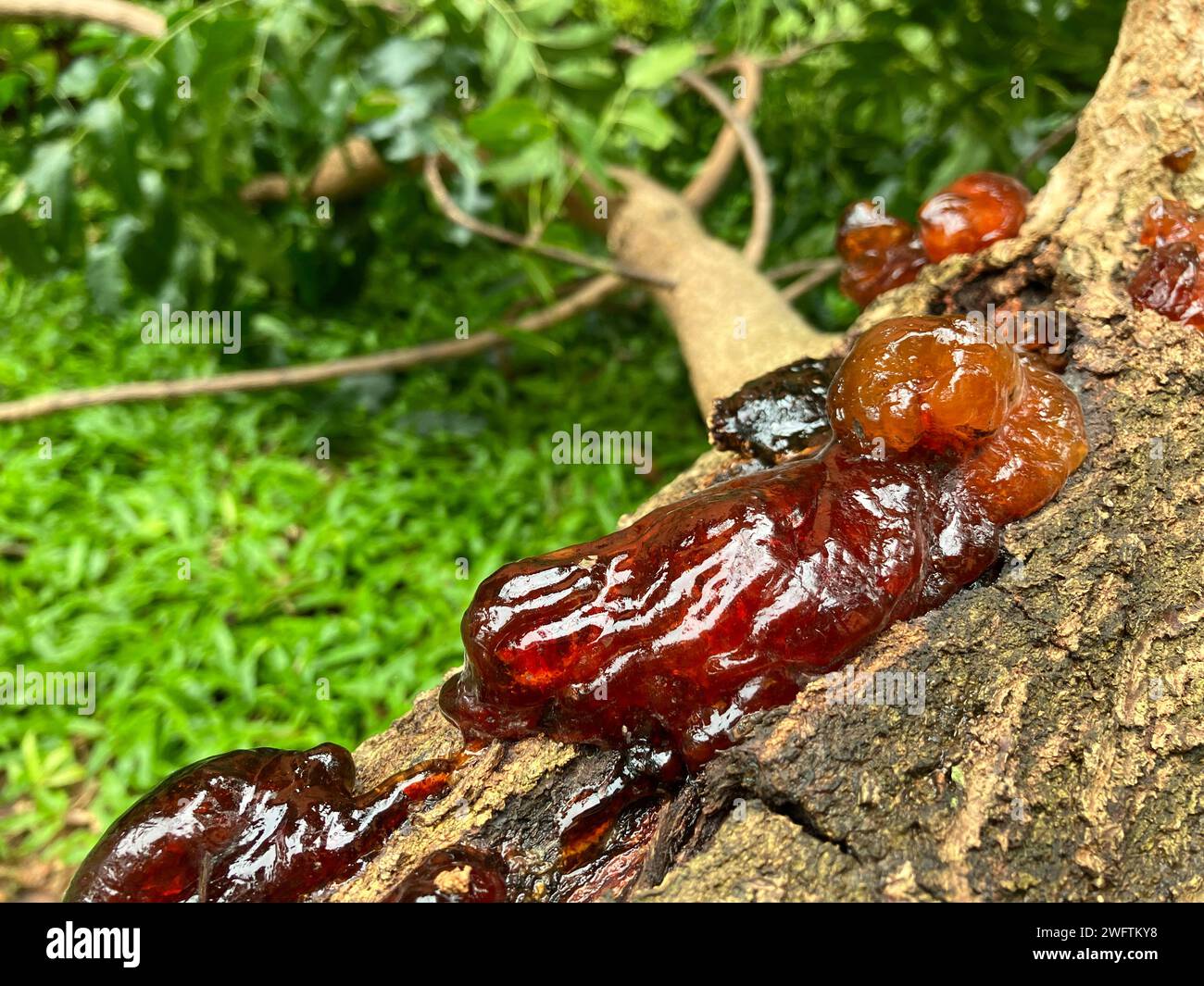 Close-up of the resin on the garden tree limb. Close-up of the garden's ...