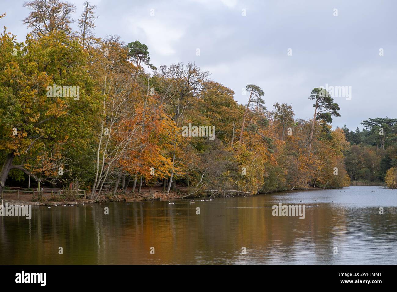 The lake at Black Park in Wexham, Buckinghamshire Stock Photo - Alamy