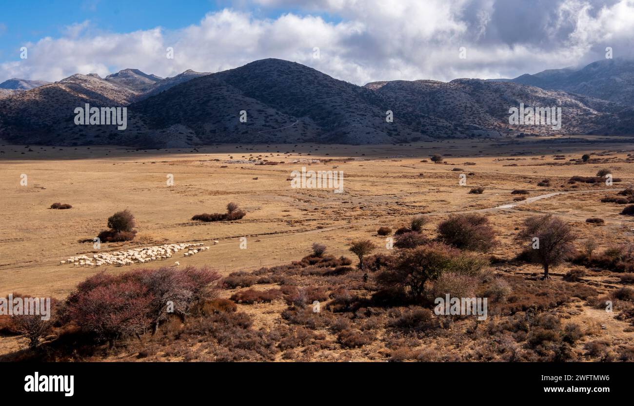 Sheep farming on the Nida Plateau at the foot of Mount Ida, Crete Stock ...