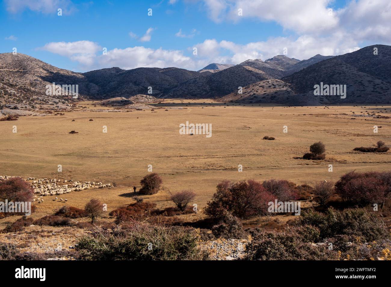 Sheep farming on the Nida Plateau at the foot of Mount Ida, Crete Stock ...