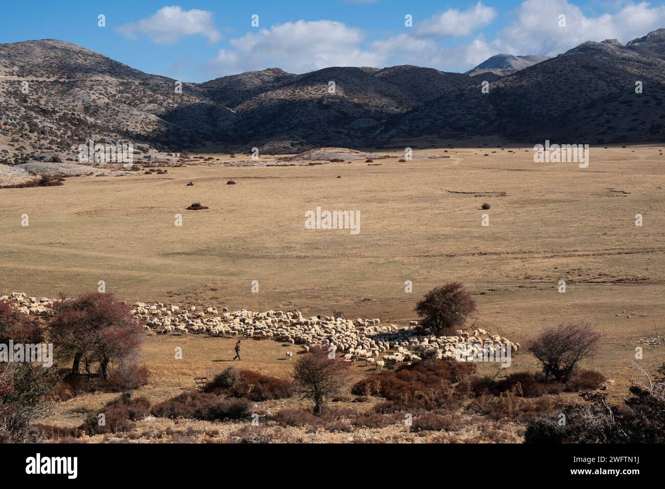 Sheep farming on the Nida Plateau at the foot of Mount Ida, Crete Stock ...
