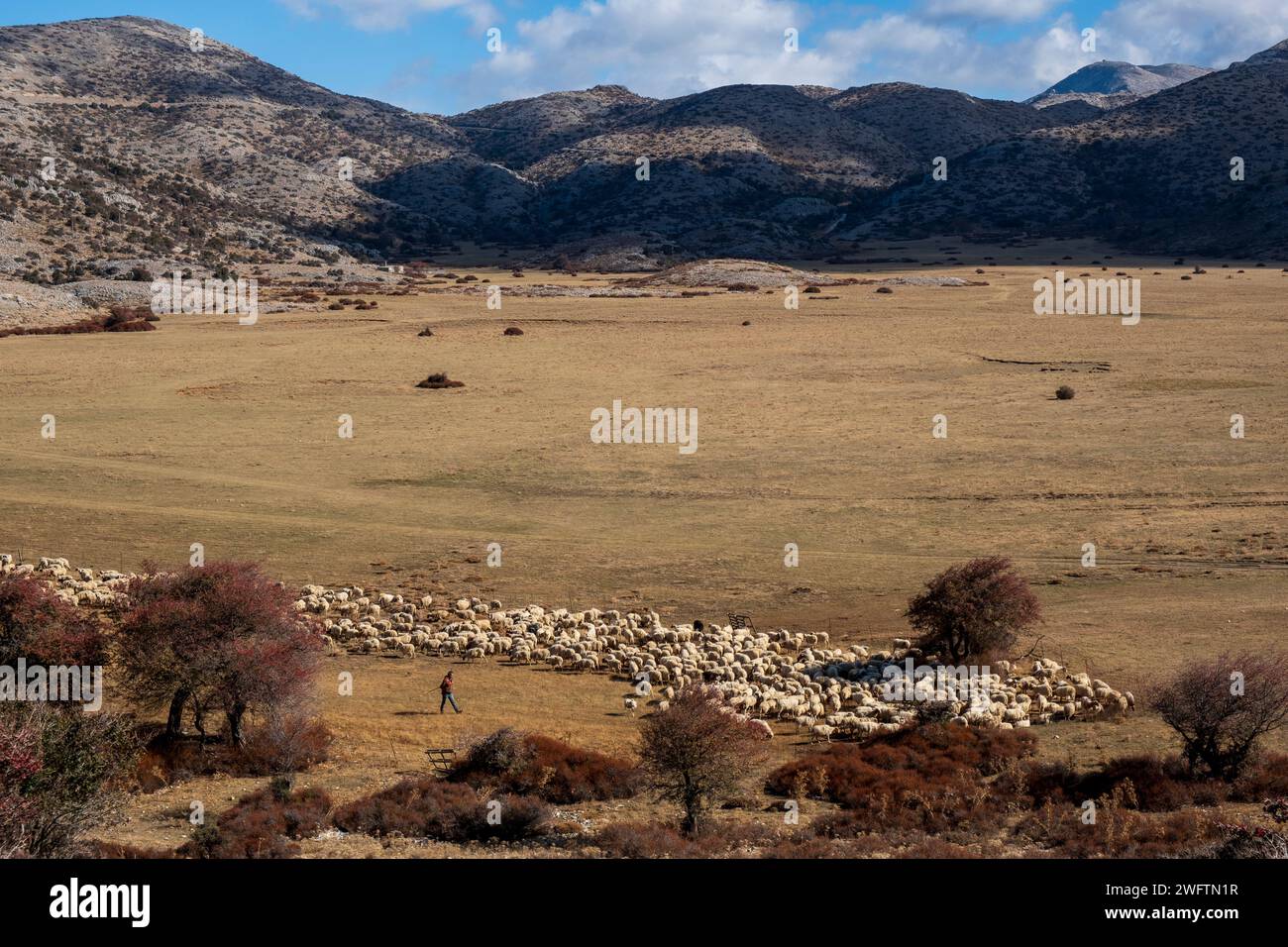 Sheep farming on the Nida Plateau at the foot of Mount Ida, Crete Stock ...