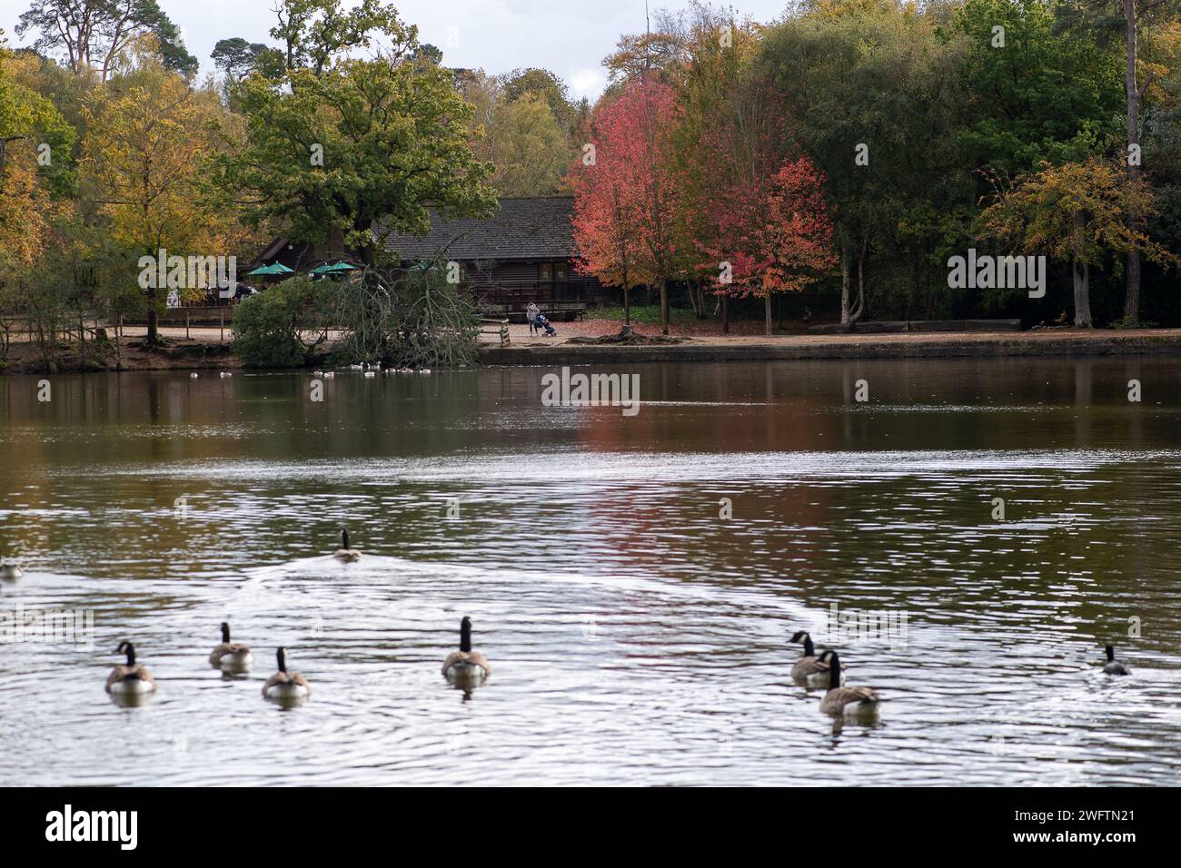The lake at Black Park in Wexham, Buckinghamshire Stock Photo - Alamy