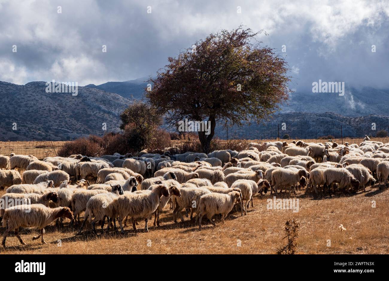 Sheep farming on the Nida Plateau at the foot of Mount Ida, Crete Stock ...