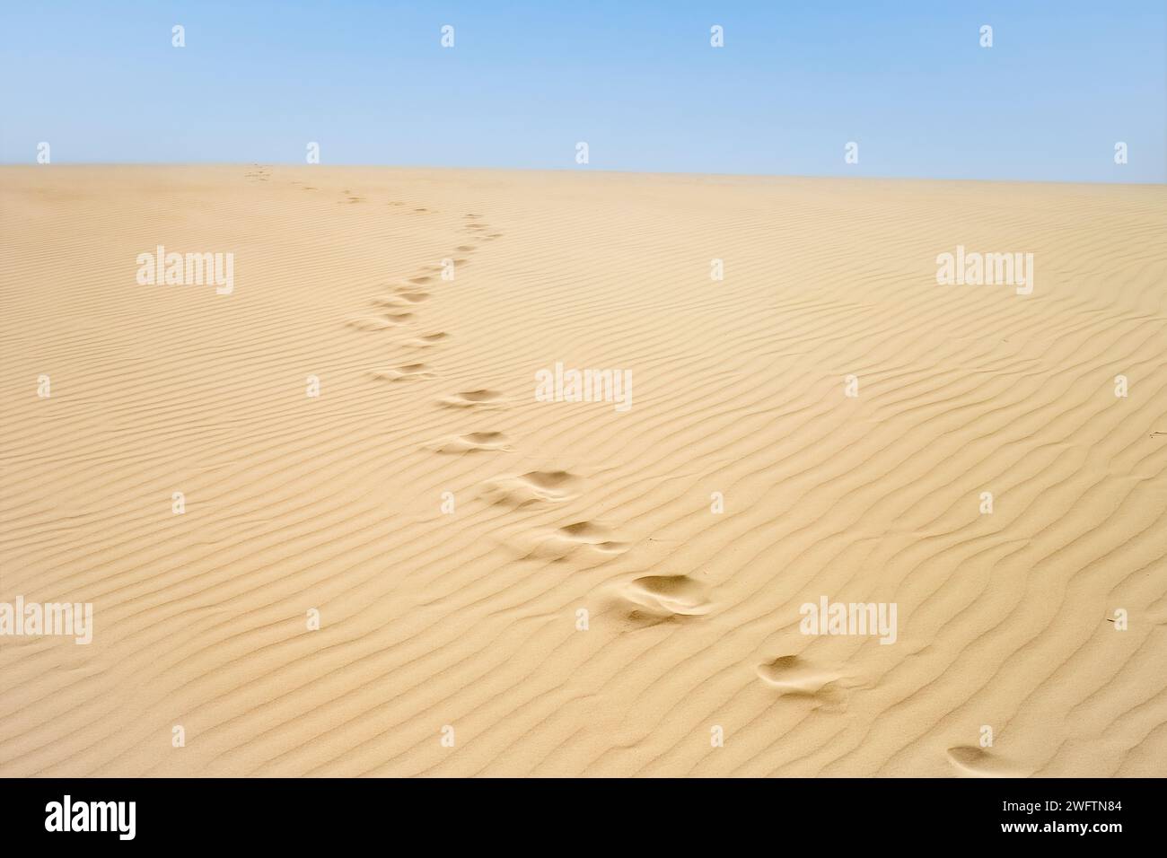 Desert walk: footprints to the horizon in Boa Vista, Cape Verde. High ...