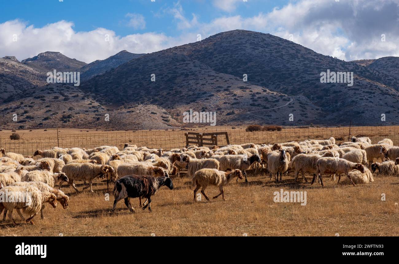 Sheep farming on the Nida Plateau at the foot of Mount Ida, Crete Stock ...