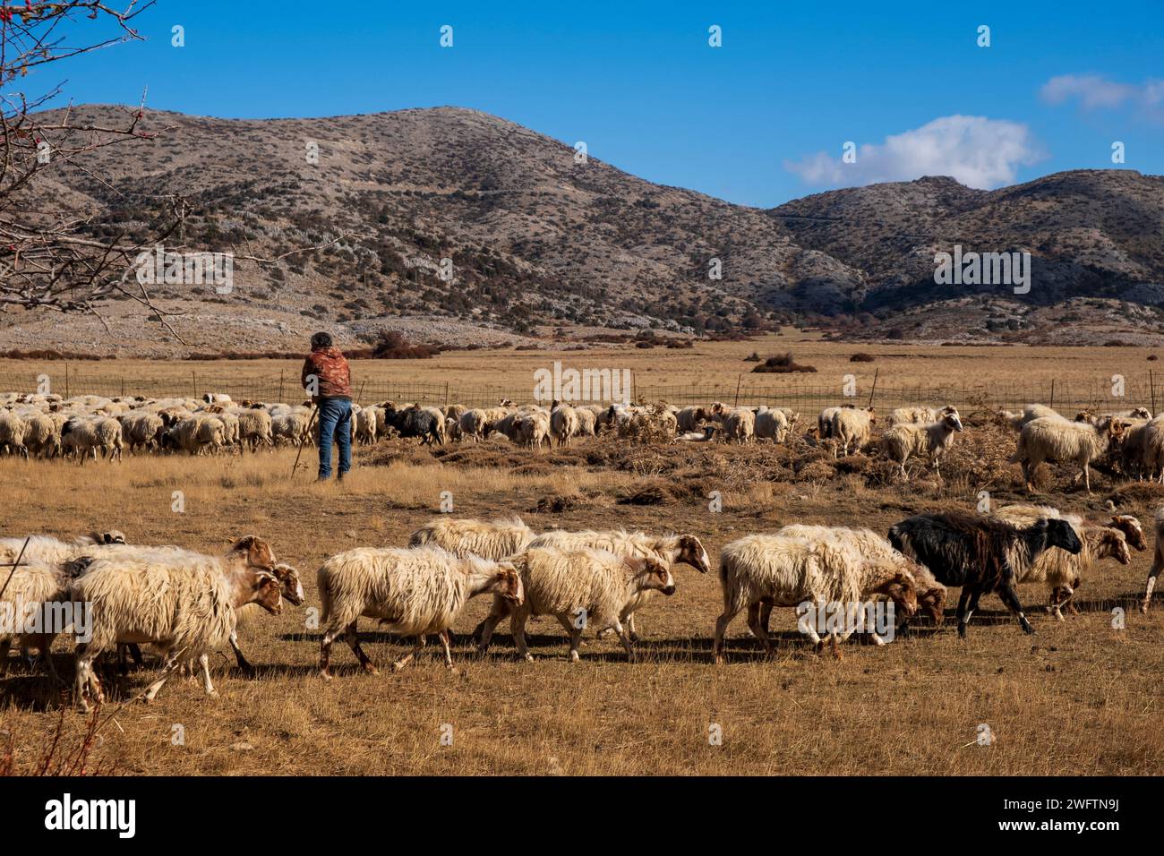 Shepherd tending his sheep on the Nida Plateau at the foot of Mount Ida ...