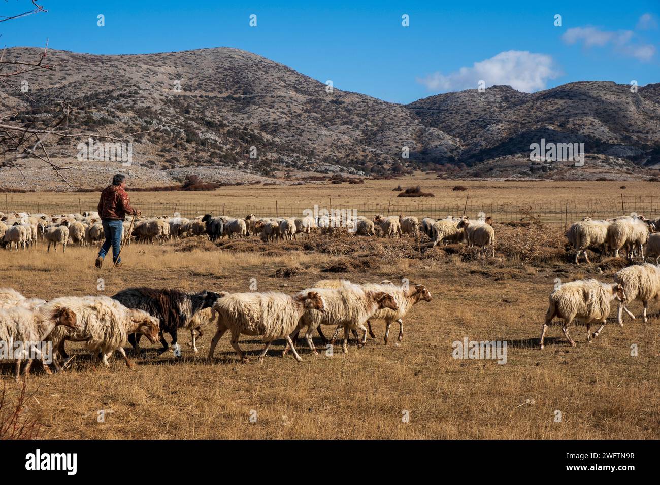Shepherd tending his sheep on the Nida Plateau at the foot of Mount Ida ...