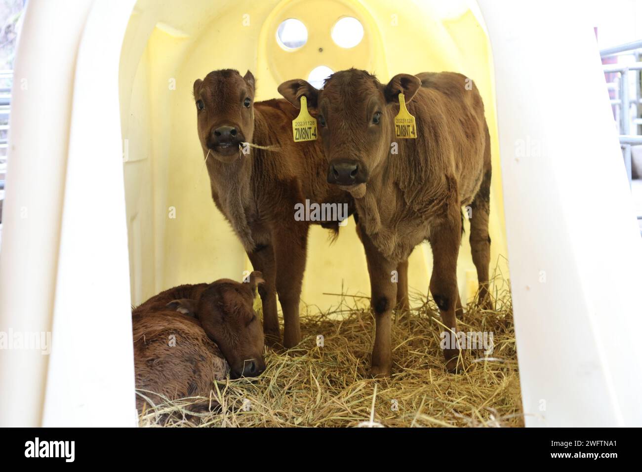 Cattle breeds hi-res stock photography and images - Alamy