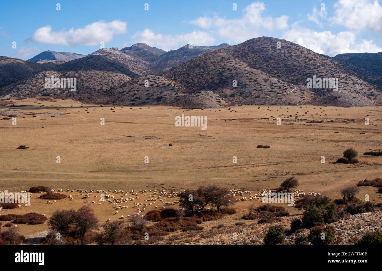 Sheep farming on the Nida Plateau at the foot of Mount Ida, Crete Stock ...