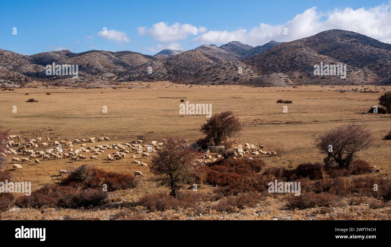 Sheep farming on the Nida Plateau at the foot of Mount Ida, Crete Stock ...