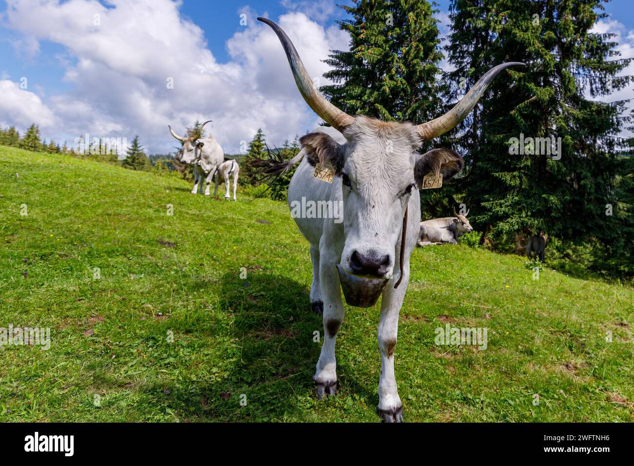 Grey and white cow hi-res stock photography and images - Alamy