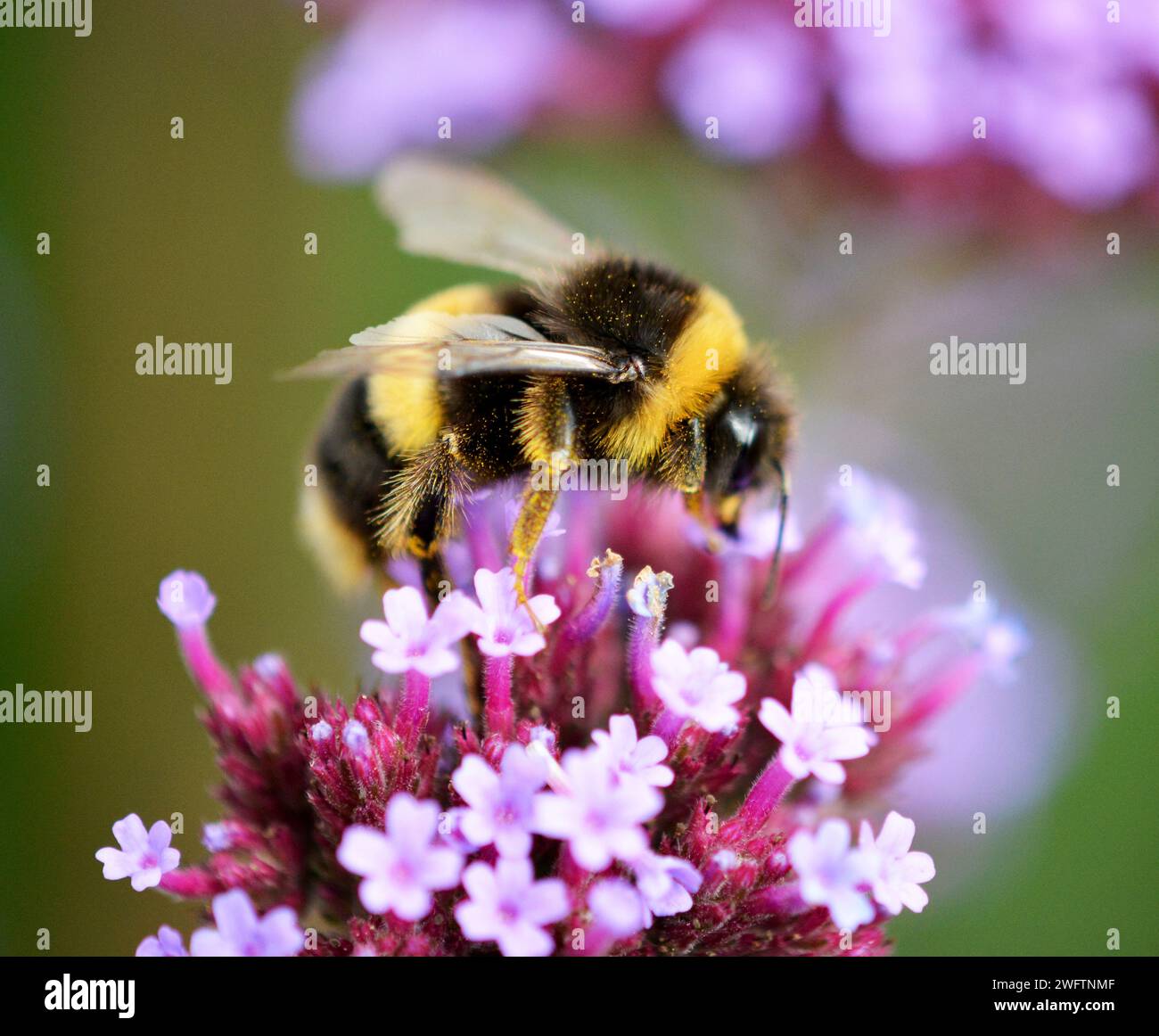 Flying cute bumble bee hi-res stock photography and images - Alamy
