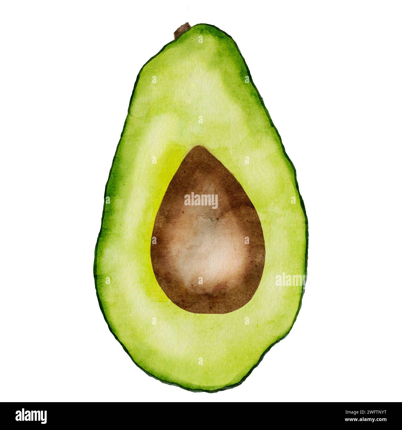 Watercolor clip art drawing of avocado halves with pit on isolated ...