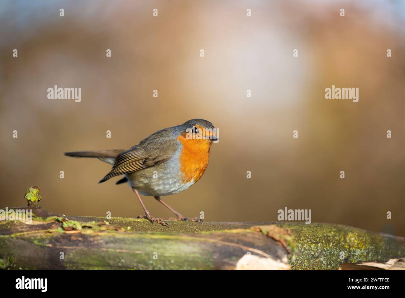 Side view of a robin bird standing on a log with a clear warm ...
