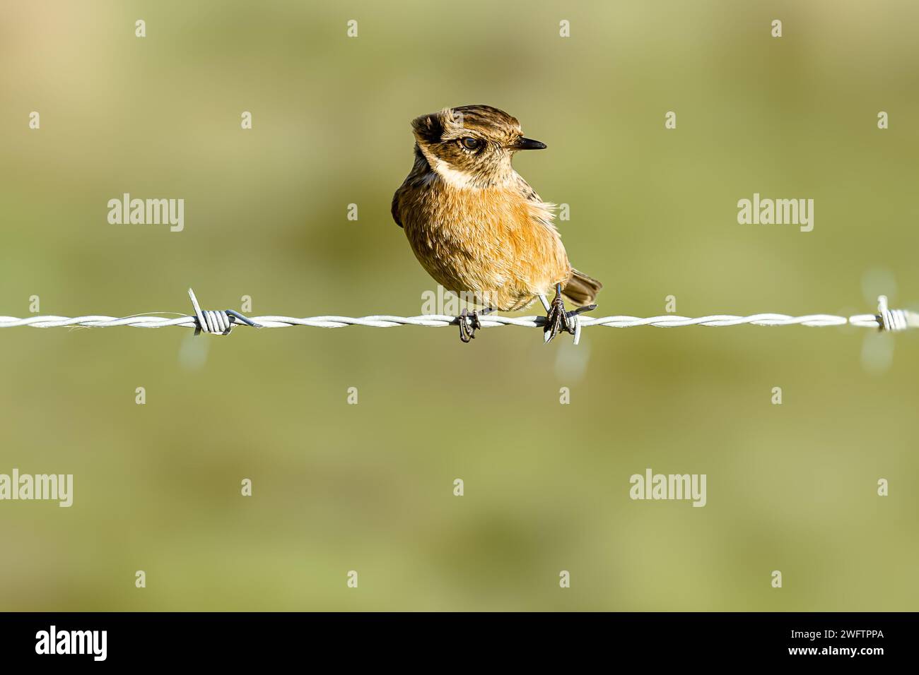 Small wire barrier hi-res stock photography and images - Alamy