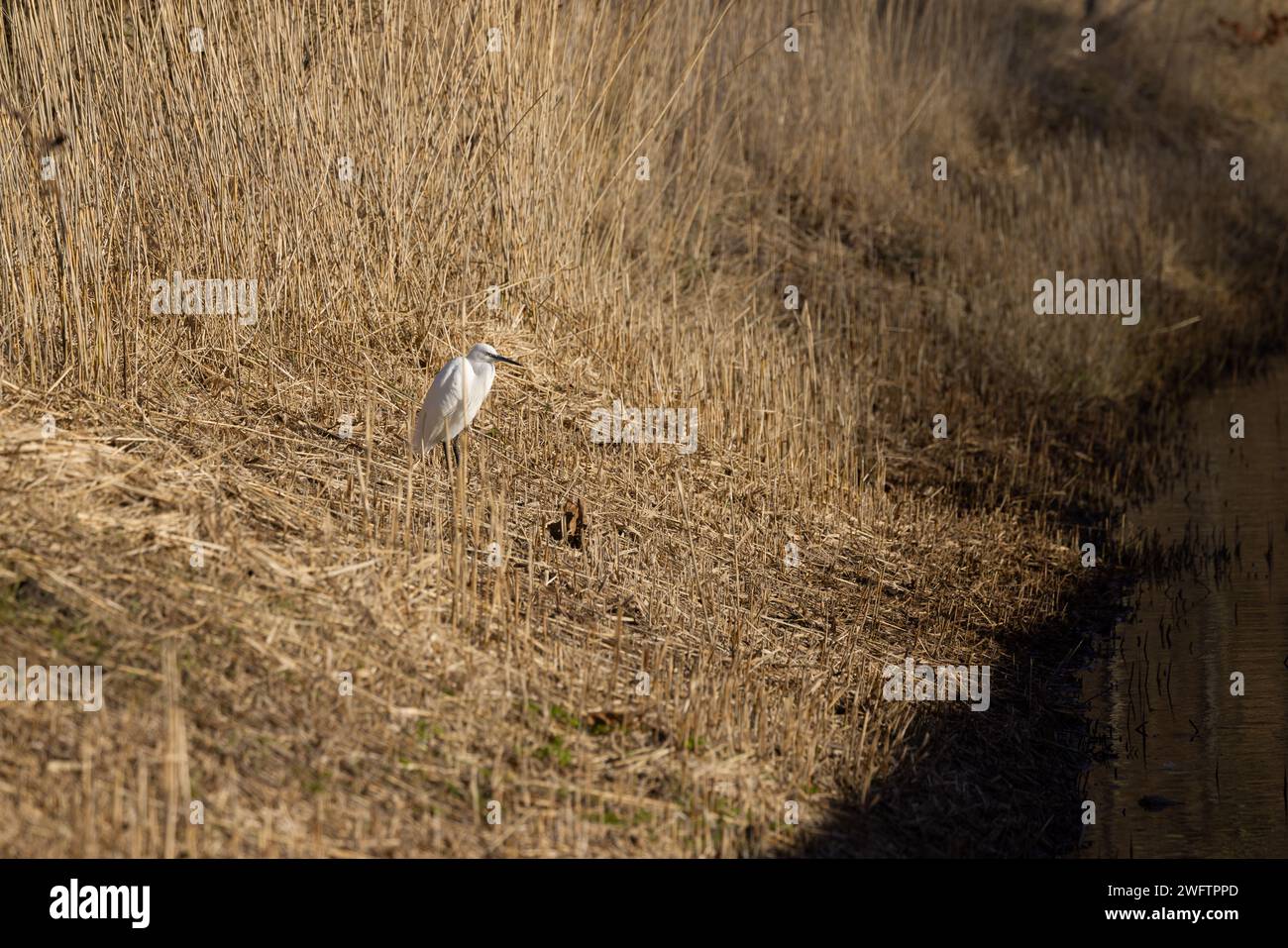 Waterway wildlife hi-res stock photography and images - Alamy