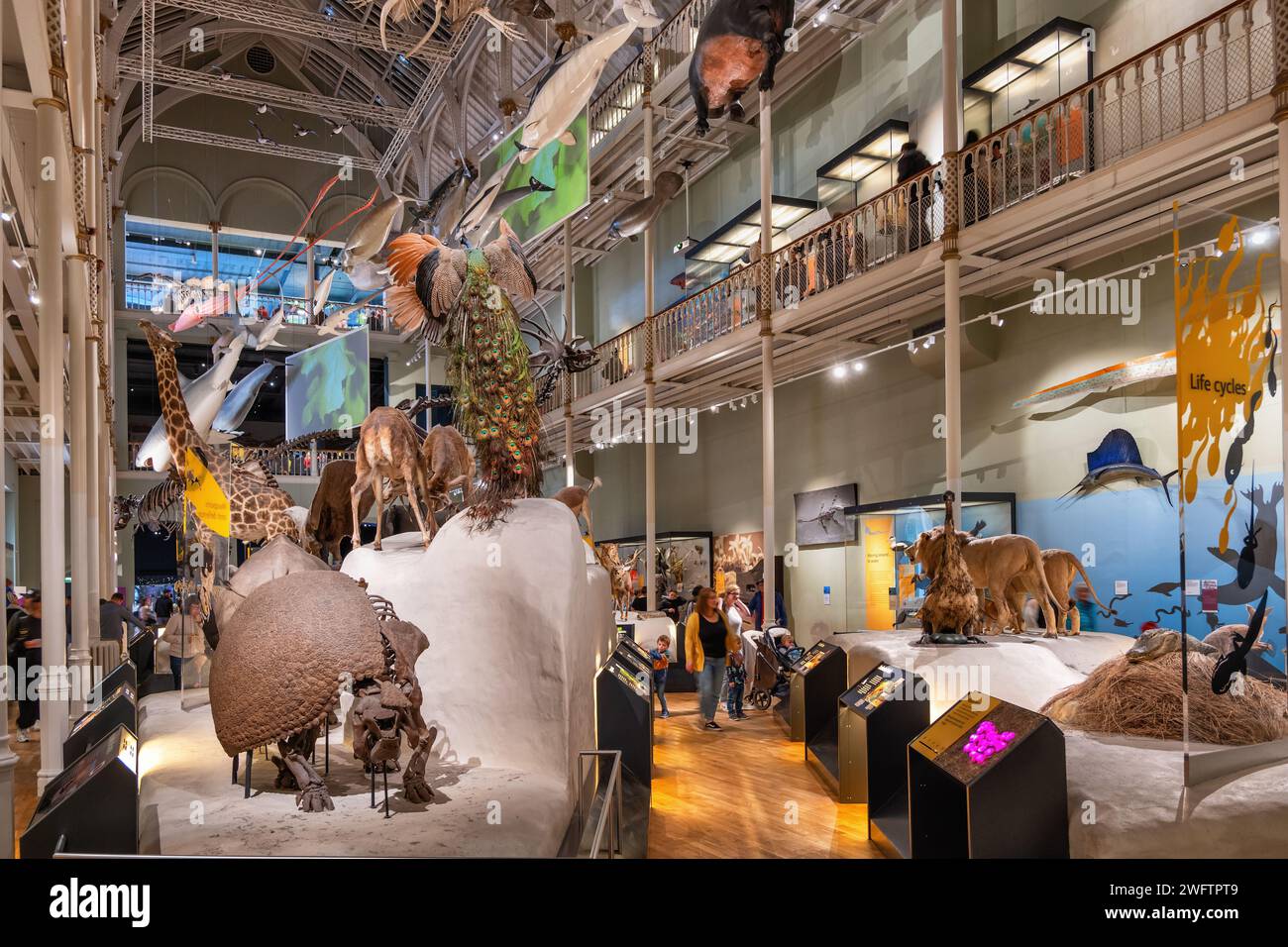 Natural World galleries in National Museum of Scotland interior in ...