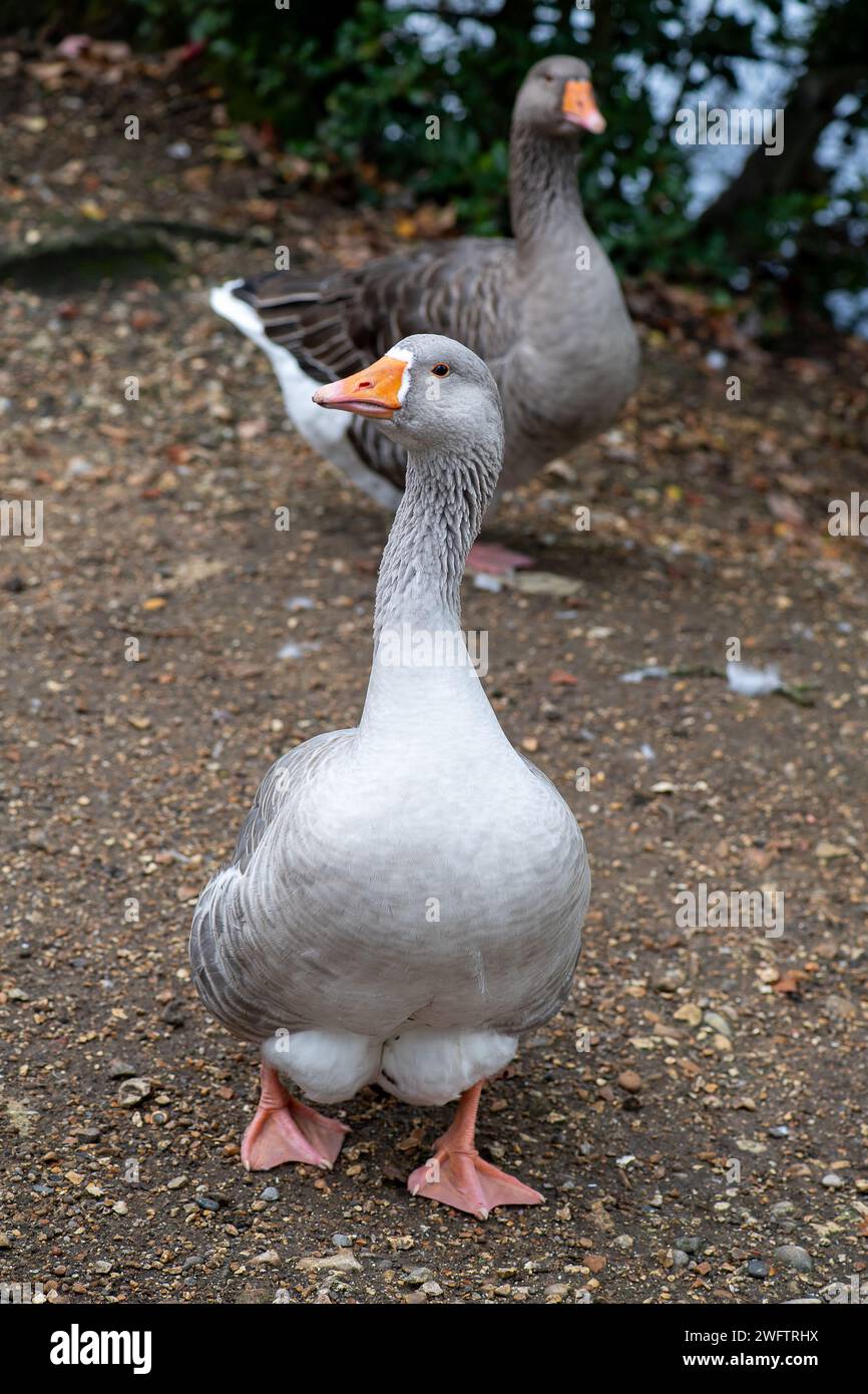 Greylag Geese at Black Park in Wexham, Buckinghamshire. The RSPB say ...